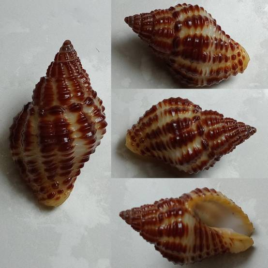 shellauction.net :: Pollia fumosa - 3637817