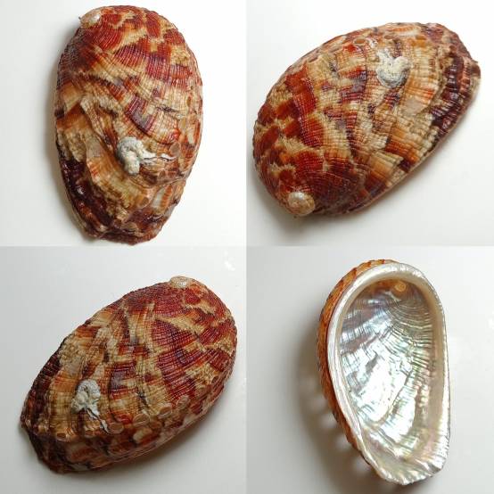 shellauction.net :: Haliotis diversicolor squamata - 3637870