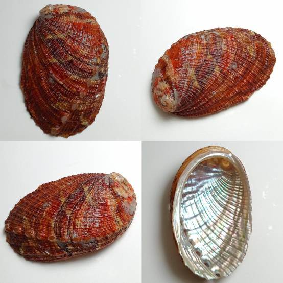 shellauction.net :: Haliotis diversicolor squamata - 3637871