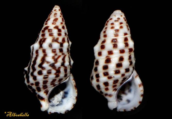 shellauction.net :: Cerithium punctatum - 3637875