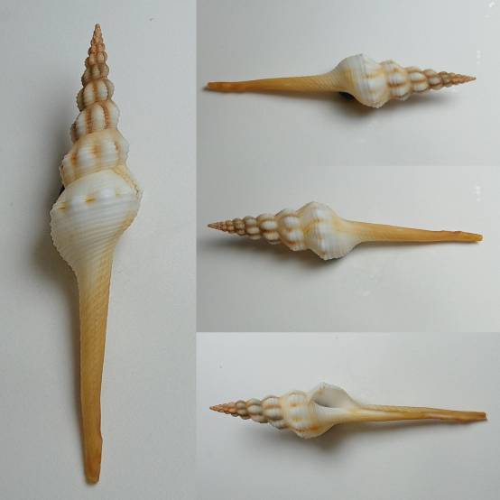 shellauction.net :: Fusinus forceps - 3637879