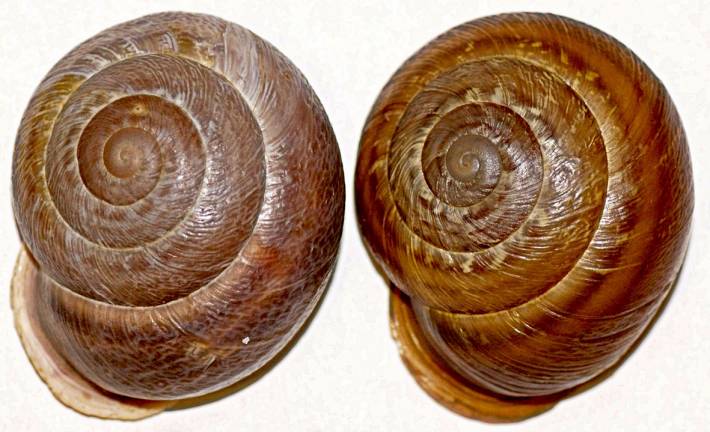 shellauction.net :: Hemicycla psathyra temperata - 3637914