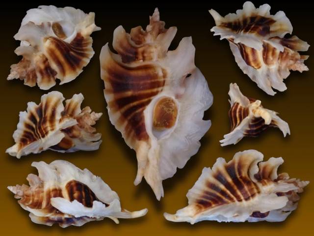 shellauction.net :: Pteropurpura trialata - 3638028