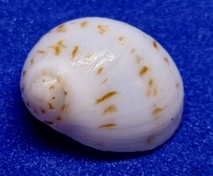 shellauction.net :: Natica euzona - 3638097