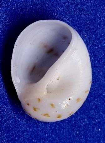 shellauction.net :: Natica euzona - 3638097