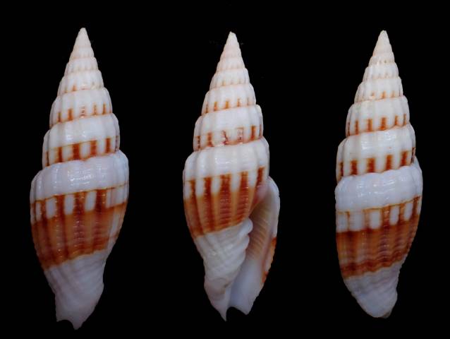 shellauction.net :: Vexillum interstriatum - 3638125