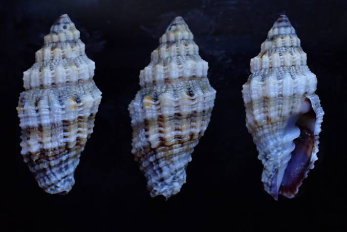 shellauction.net :: Vexillum rusticum - 3638128