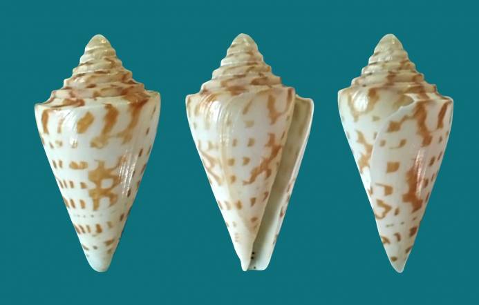 shellauction.net :: Conus gradatus - 3638133