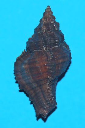 shellauction.net :: Chicoreus capucinus - 3638148