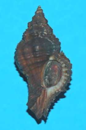 shellauction.net :: Chicoreus capucinus - 3638148