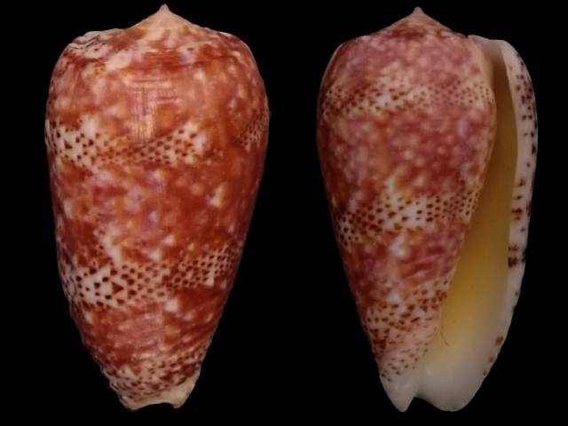 shellauction.net :: Conus adamsonii - 3638152