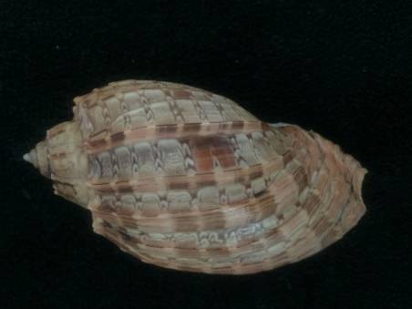 shellauction.net :: Harpa doris - 3638232