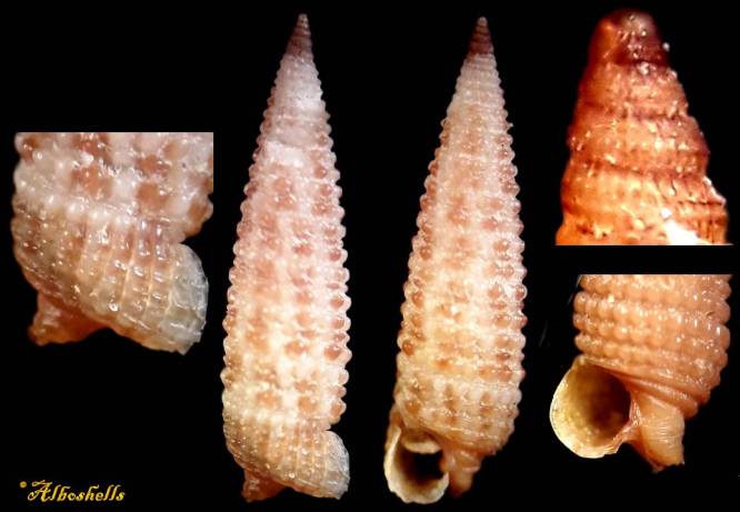 shellauction.net :: Similiphora sp. - 3638254