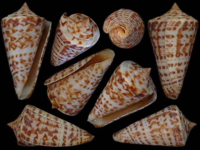 shellauction.net :: Conus regularis - 3638267