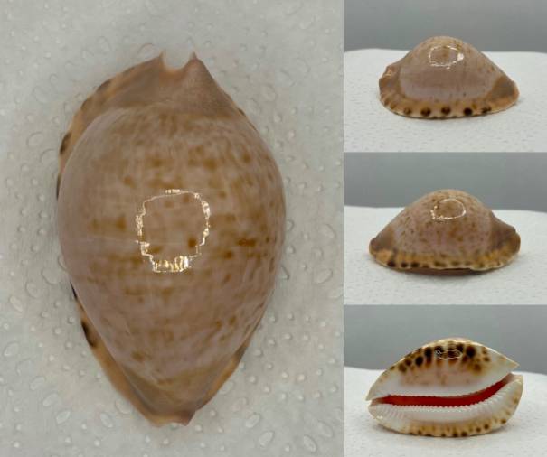 shellauction.net :: Zoila marginata marginata - 3638284