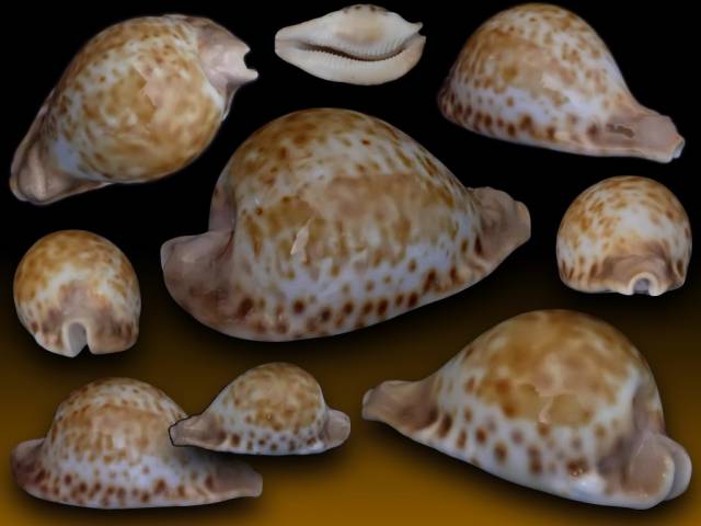 shellauction.net :: Umbilia capricornica - 3638287