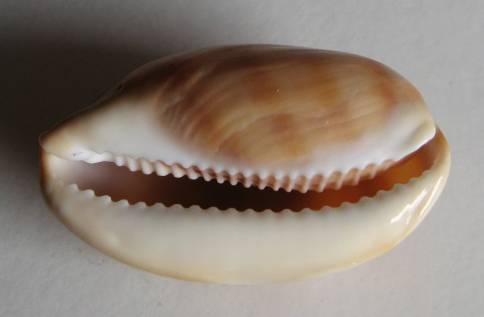 shellauction.net :: Lyncina ventriculus topee - 3638312