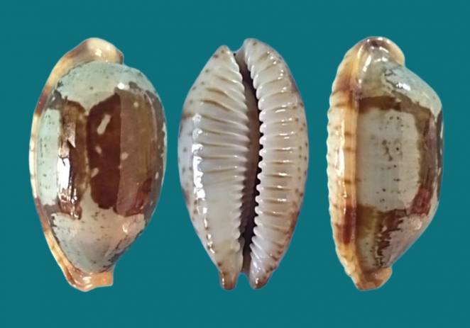 shellauction.net :: Bistolida stolida - 3638338