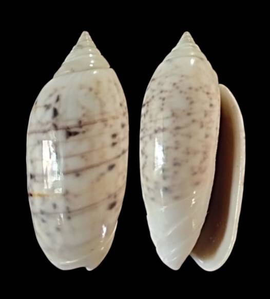 shellauction.net :: Oliva oliva oliva - 3638355