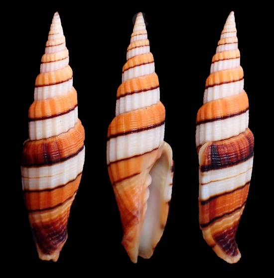 shellauction.net :: Vexillum regina filiareginae - 3638360