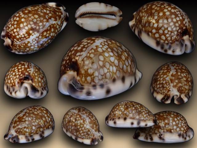 shellauction.net :: Mauritia histrio - 3638391