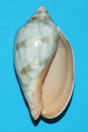 shellauction.net :: Cymbiola rutila - 3638408