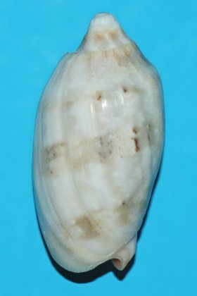 shellauction.net :: Cymbiola rutila - 3638410