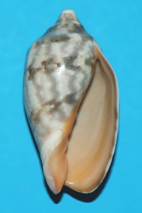 shellauction.net :: Cymbiola rutila - 3638412