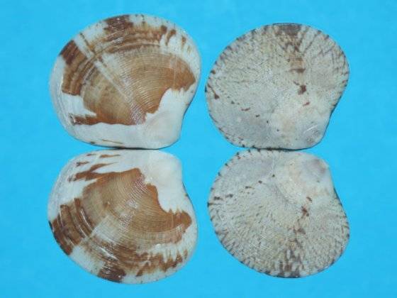 shellauction.net :: Circe scripta - 3638415