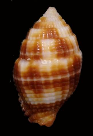 shellauction.net :: Pseudonebularia chrysalis - 3638503