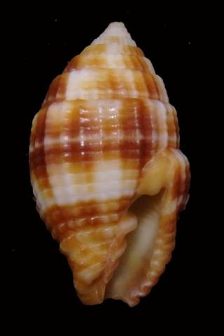 shellauction.net :: Pseudonebularia chrysalis - 3638503