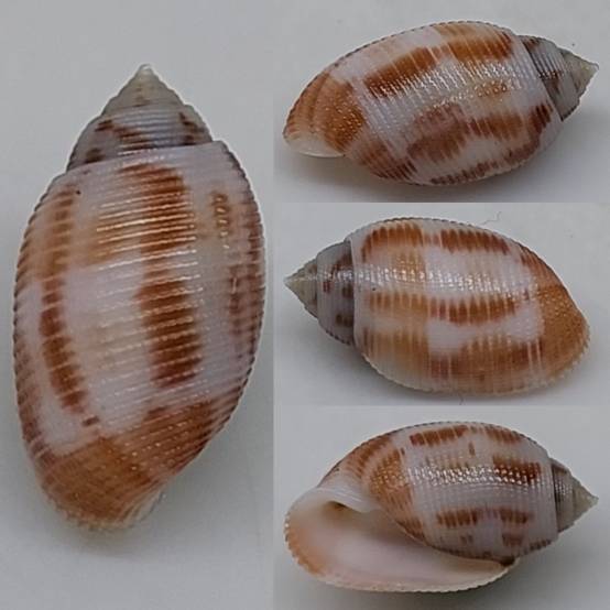 shellauction.net :: Punctacteon kajiyamai - 3638572