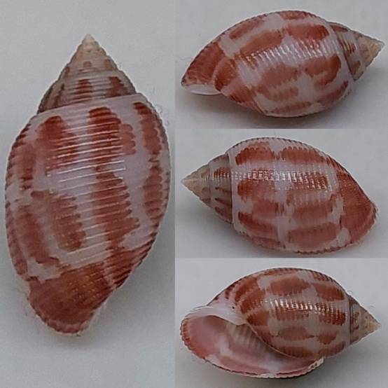 shellauction.net :: Punctacteon kajiyamai - 3638573