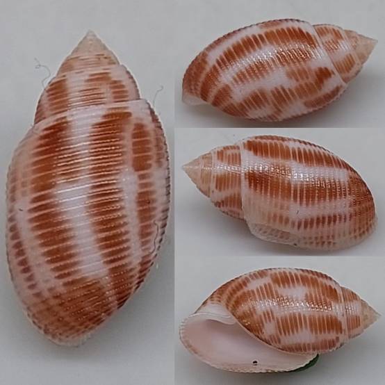 shellauction.net :: Punctacteon kajiyamai - 3638574