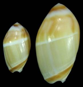 shellauction.net :: Amalda obtusa - 3638837