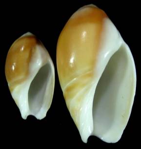 shellauction.net :: Amalda obtusa - 3638837