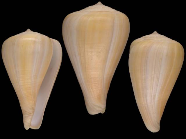 shellauction.net :: Conus patricius - 3638866