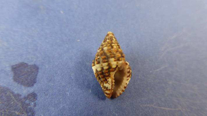 shellauction.net :: Engina natalensis - 3638918