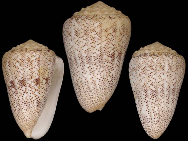 shellauction.net :: Conus arenatus - 3638950