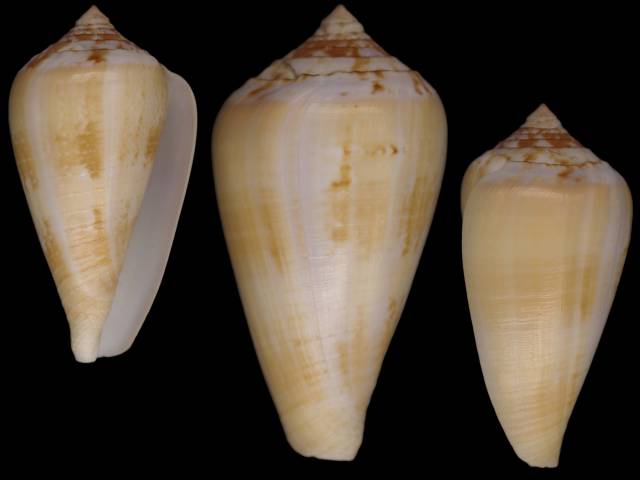 shellauction.net :: Conus ermineus - 3638956