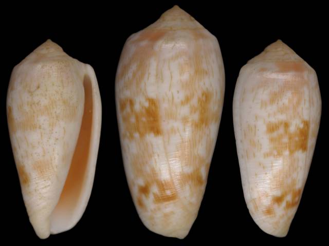 shellauction.net :: Conus julii - 3638959