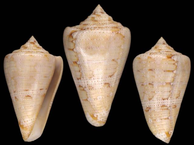 shellauction.net :: Conus trinitarius - 3638990