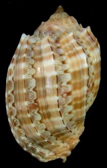 shellauction.net :: Harpa doris robusta - 3639020