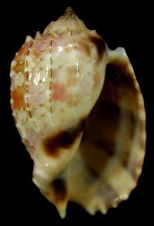 shellauction.net :: Harpa doris robusta - 3639020