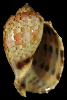 shellauction.net :: Harpa doris - 3639023