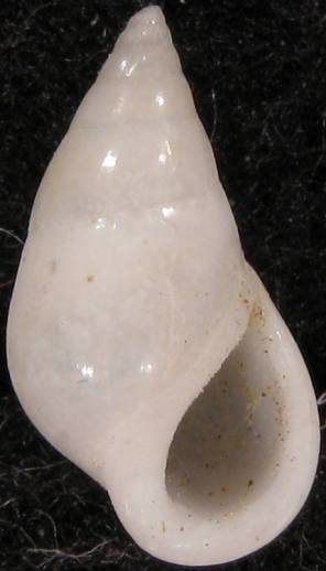 shellauction.net :: Zebina tridentata cf. - 3639031