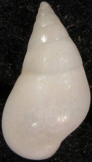 shellauction.net :: Zebina tridentata cf. - 3639031