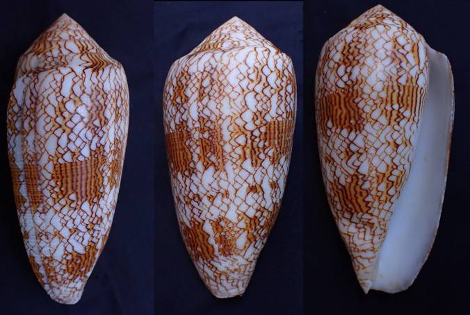 shellauction.net :: Conus textile - 3639032