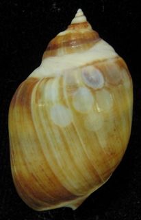 shellauction.net :: Bullia laevissima - 3639042