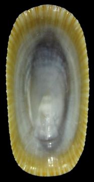 shellauction.net :: Cymbula compressa - 3639057